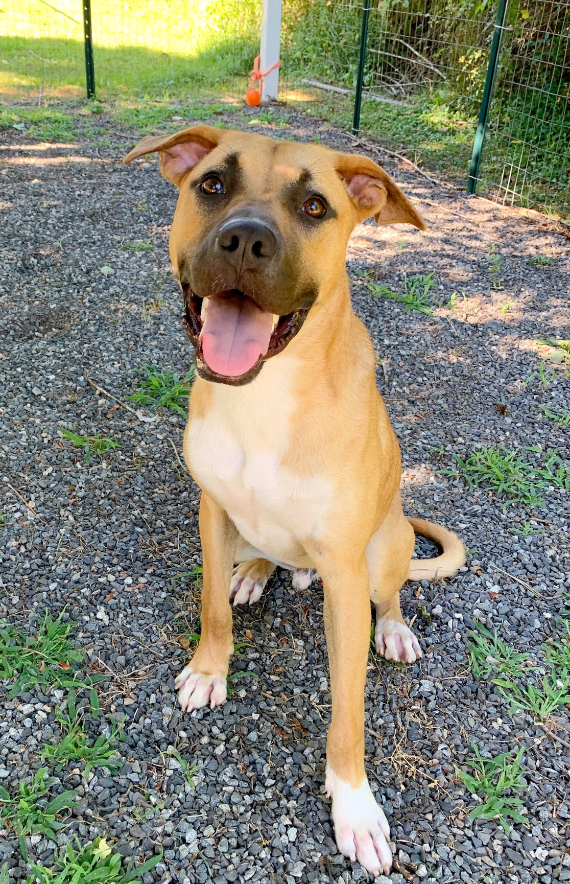 DOGS - SPCA of the Triad