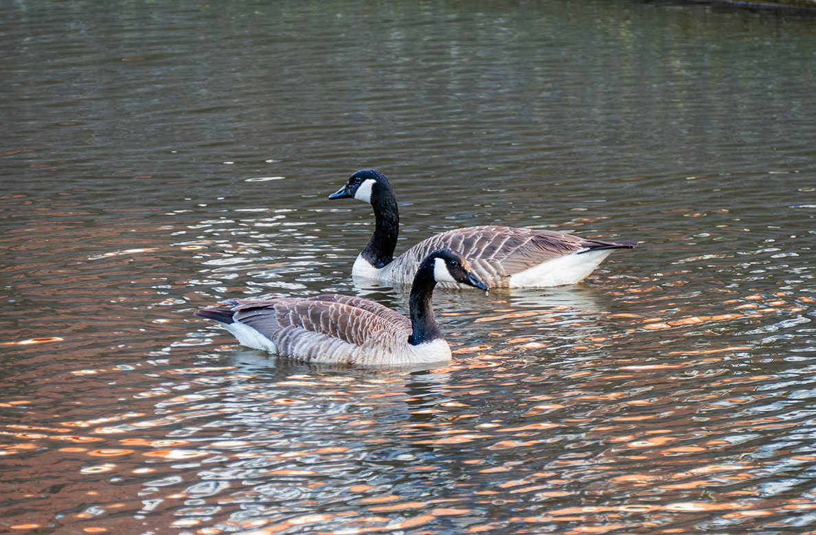 What To Do If You Encounter An Aggressive Goose?