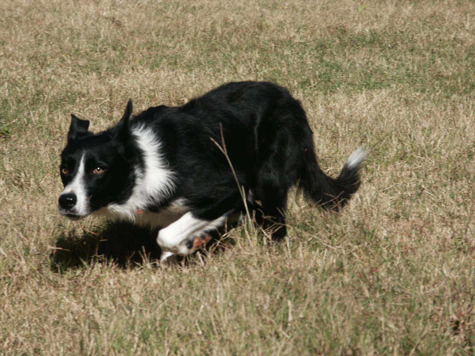 Humane Geese Removal Working With Border Collies | Goose Masters
